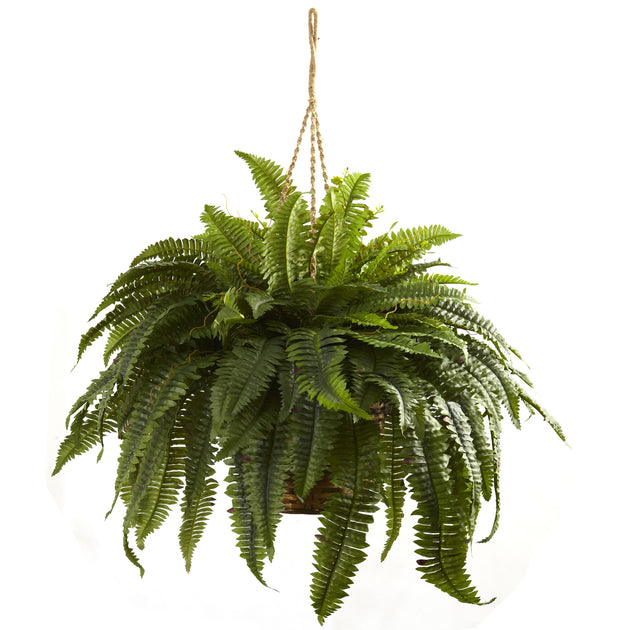 HomPlanti Double Giant Boston Fern Hanging Basket | ShopSimon